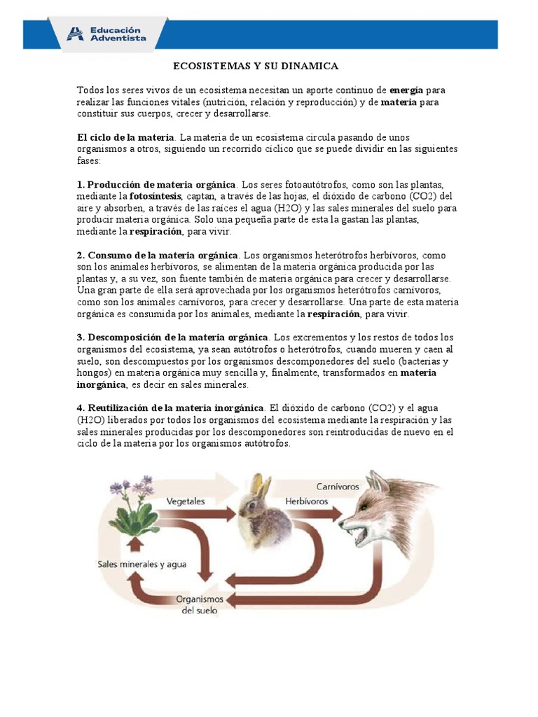 Ecosistema y Su Dinamica | PDF | Red alimentaria | Ecología