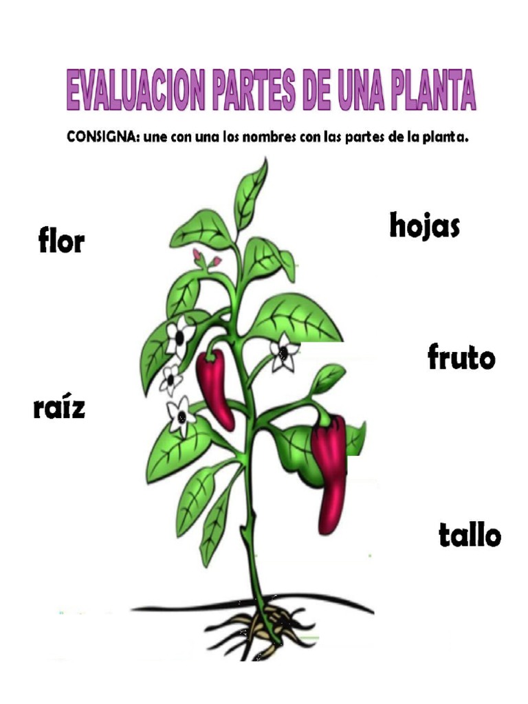 Evaluacion Partes de La Planta | PDF