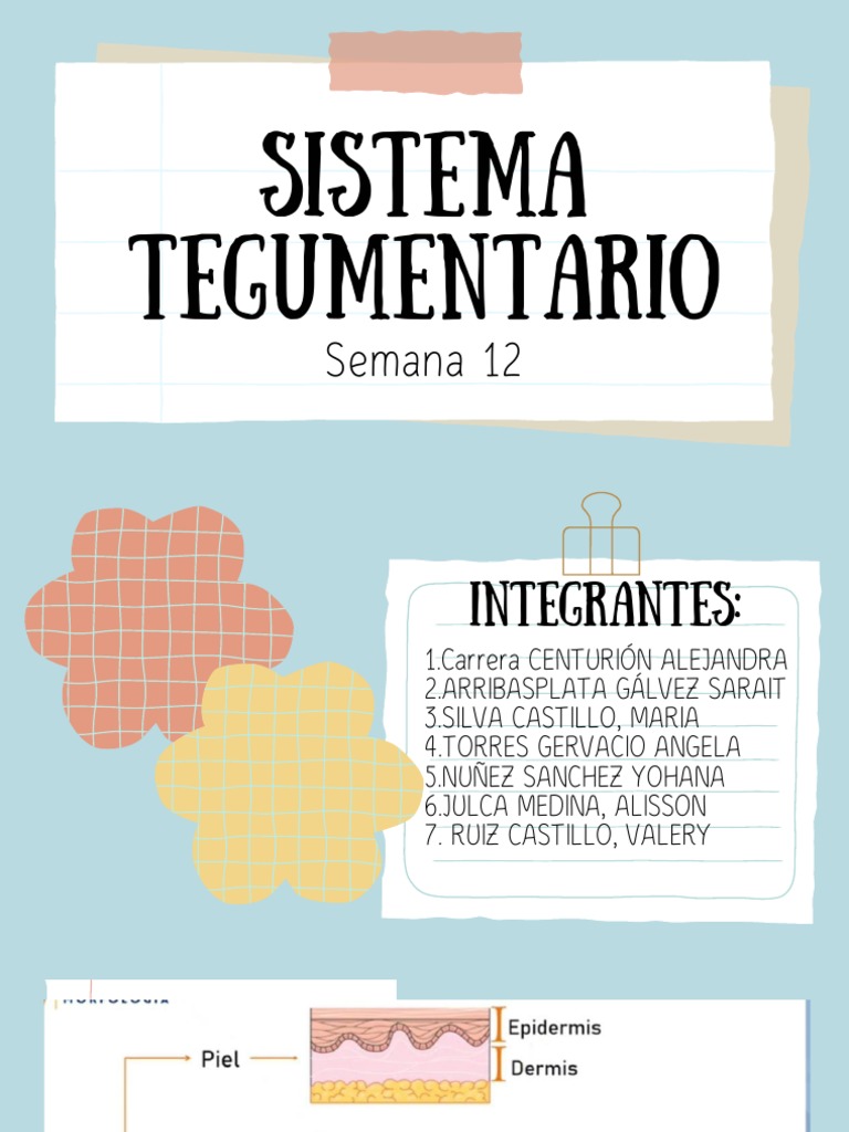 Sistema Tegumentario | PDF | Sistema tegumentario | Piel