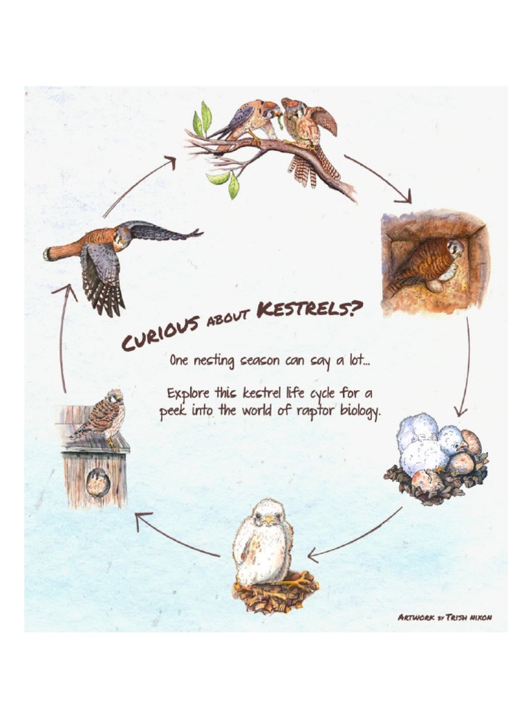 Animal Life Cycles | PDF