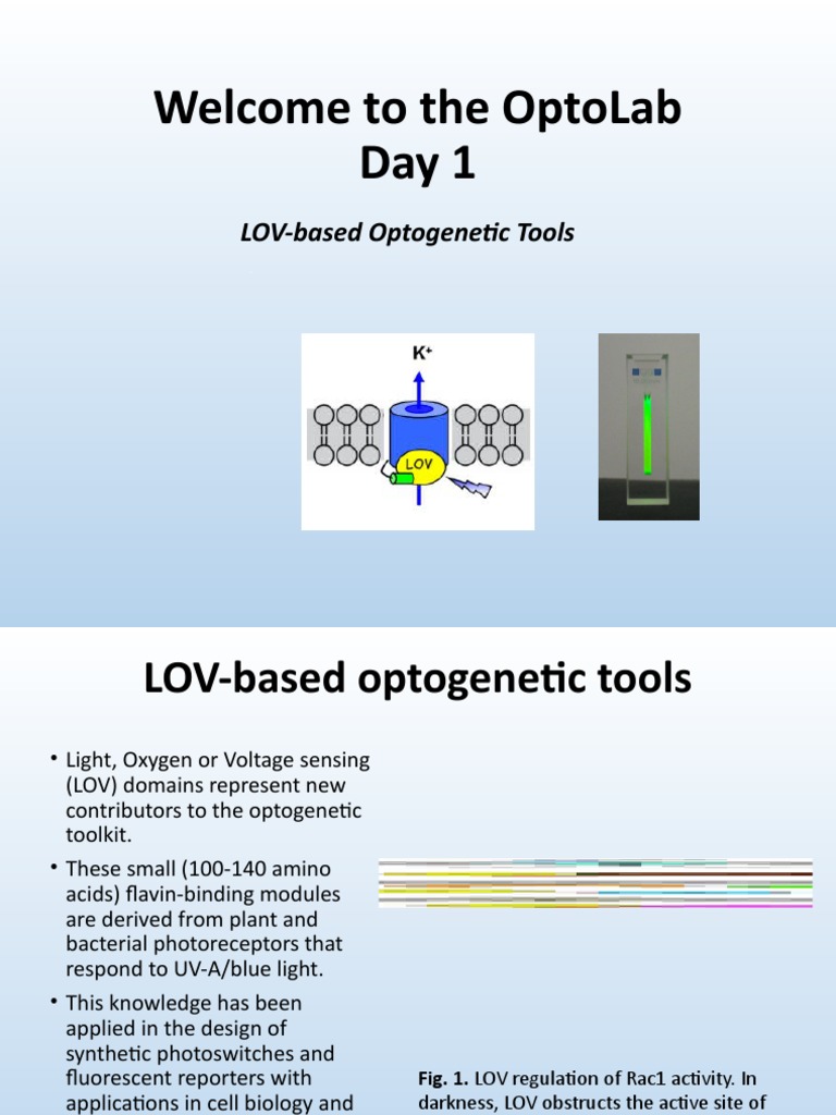LOV-based Optogenetic Tools | PDF | Polyacrylamide Gel Electrophoresis ...
