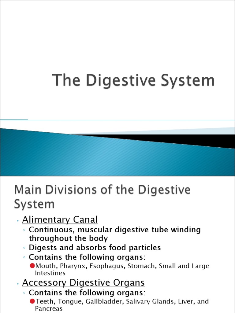 Digestive System | PDF | Liver | Stomach