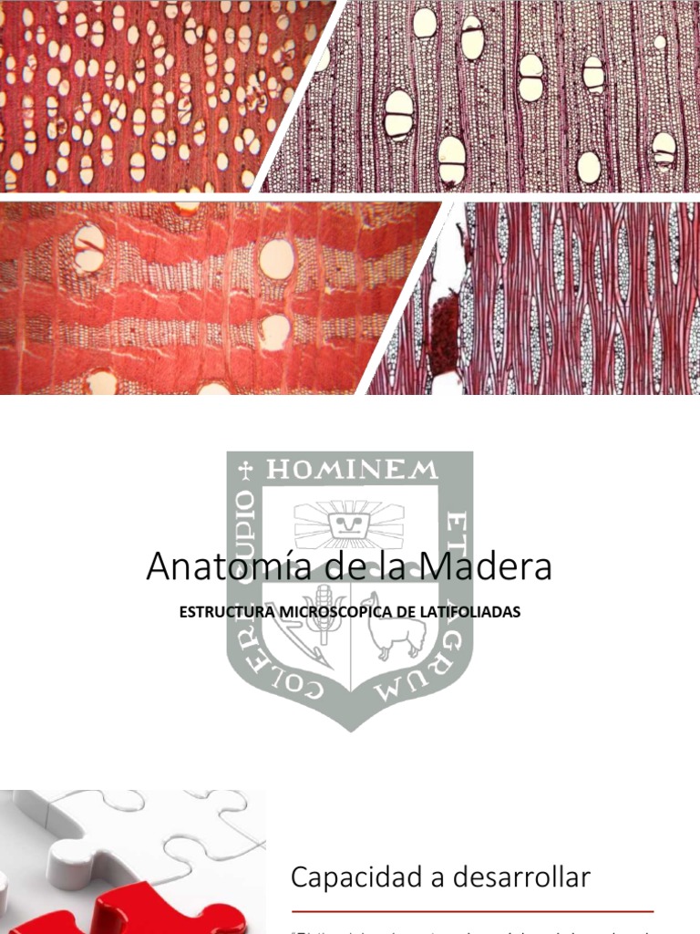 Latifoliadas | PDF | Madera | Biología Celular)