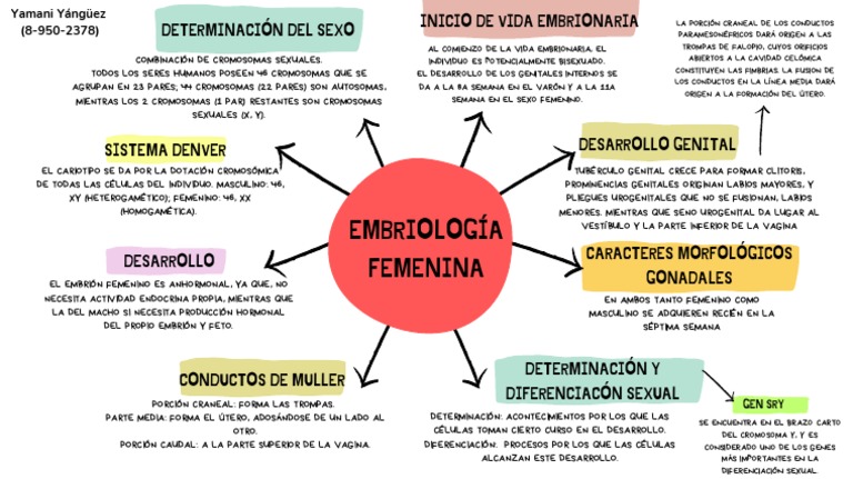 Mapa 1 Embriologia Femenina | PDF | Sistema reproductivo | Sexo