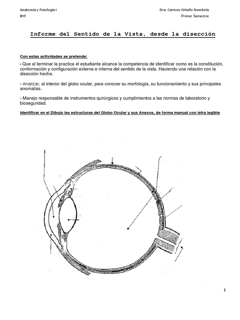 Informe Sentido de La Vista | PDF | Ojo humano | Percepción visual