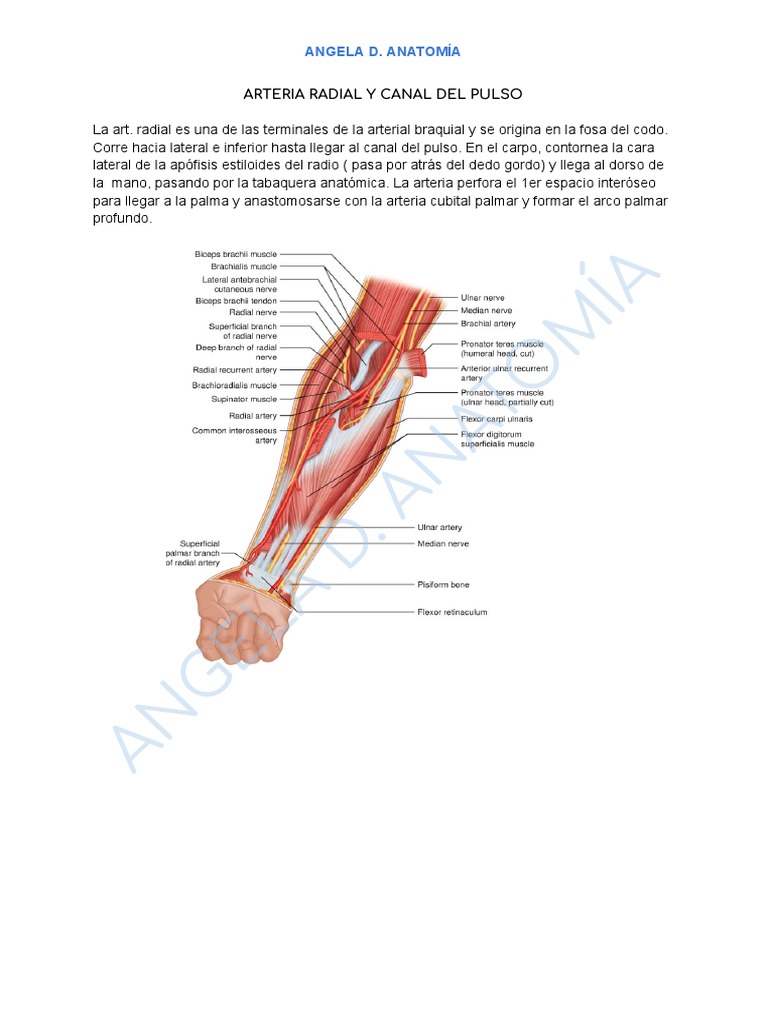 Anatomía de la Arteria Radial y Pulso | PDF