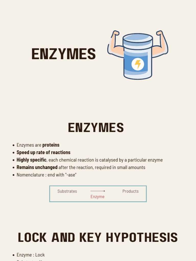 Enzymes | PDF | Enzyme | Protease