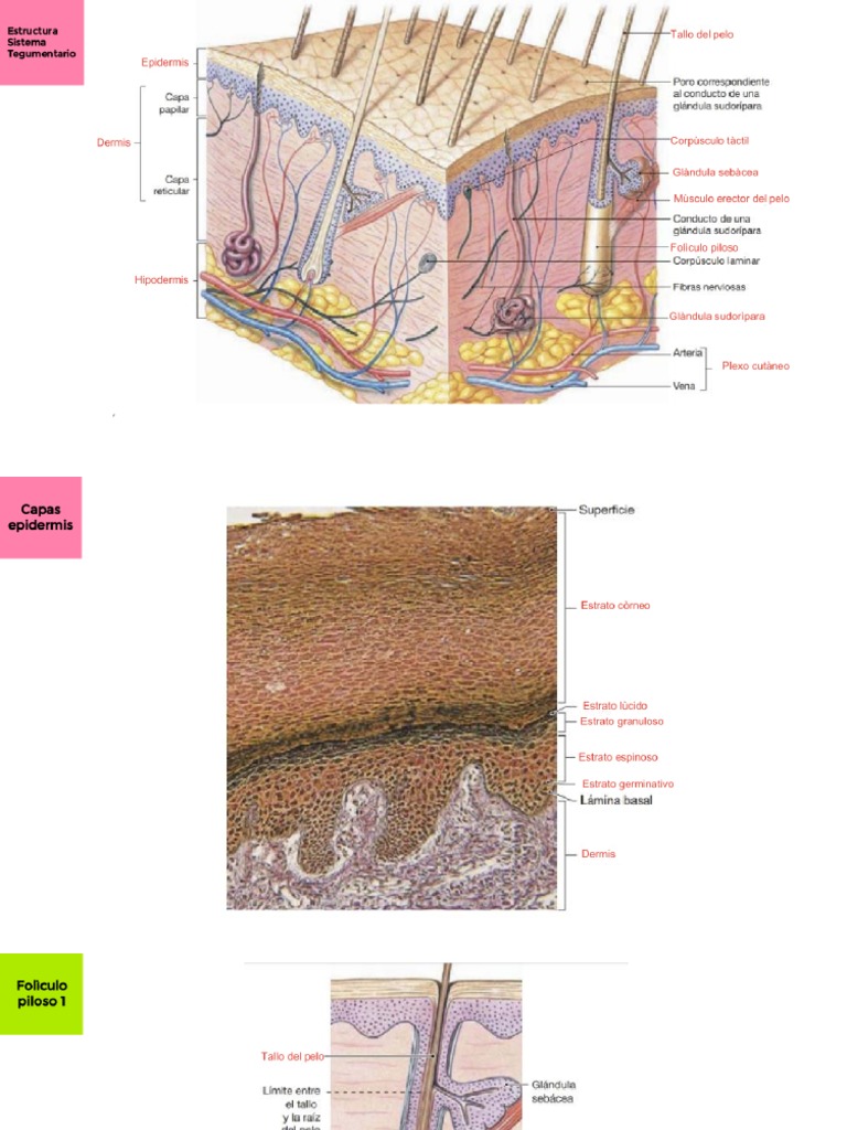 Sistema Tegumentario (Piel y Anexos) | PDF