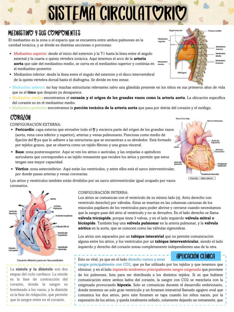 Resumen Solemne 2 Morfo | PDF | Aorta | Sistema linfático