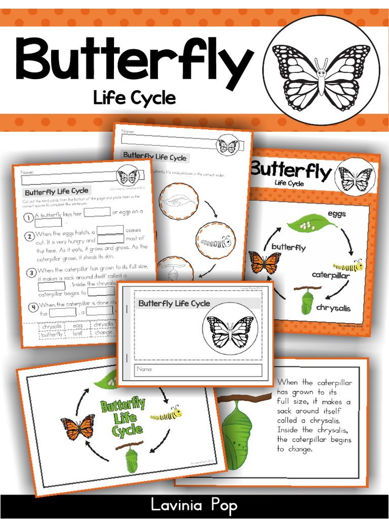 Butterfly Life Cycle | PDF | Pupa | Butterfly