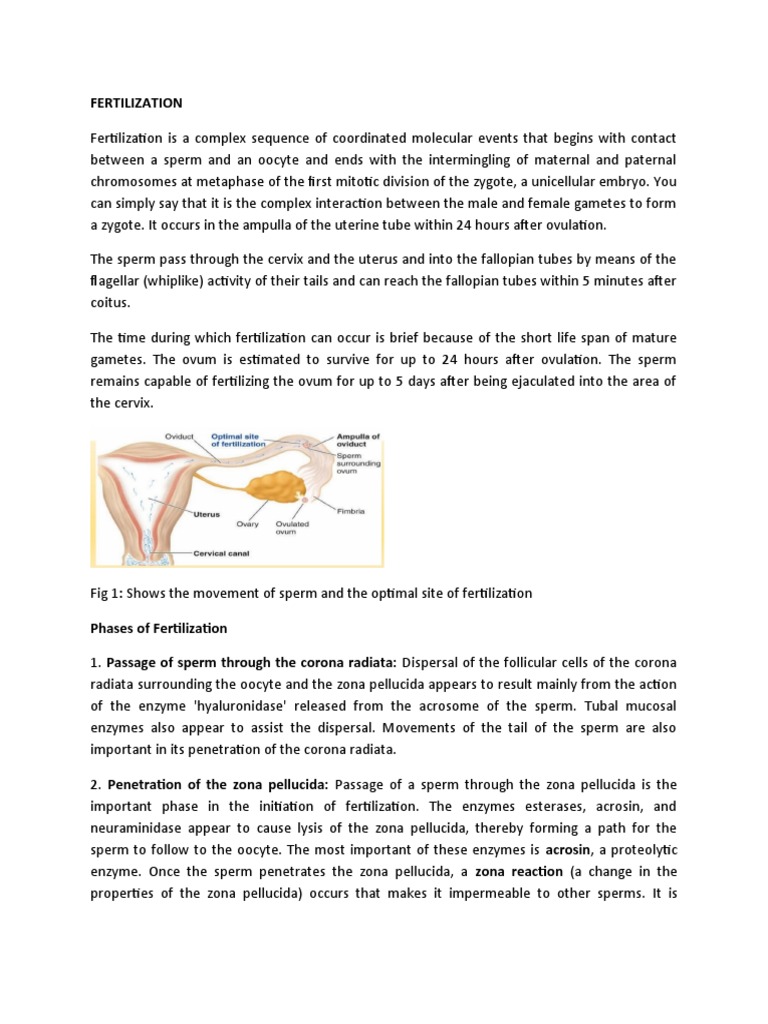 Fertilization - Implantation | PDF | Fertilisation | Zoology
