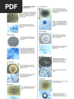 Laboratory Identification of Molds | PDF | Mold | Fungus