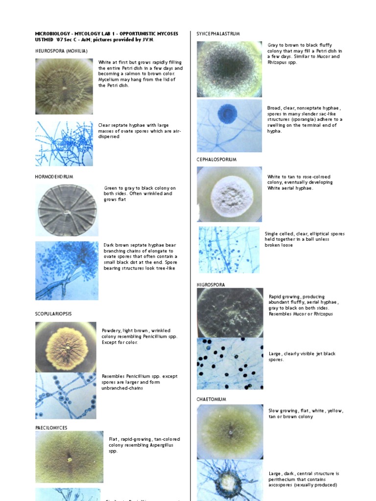 Mycology Lab1 | Fungus | Eukaryotes