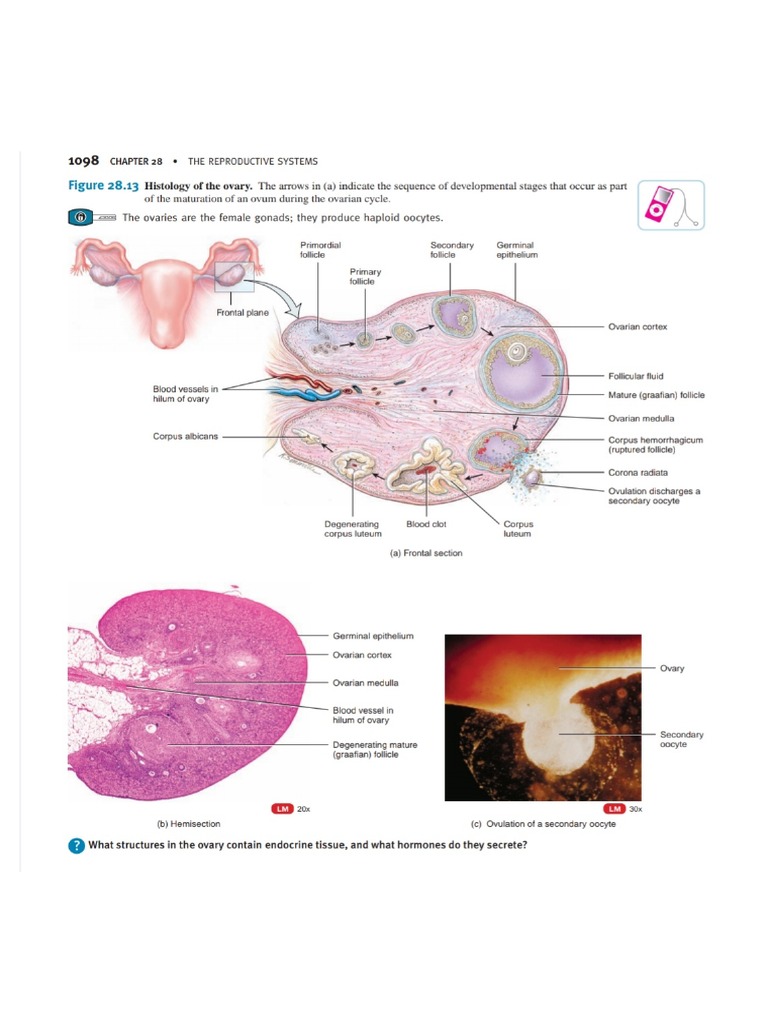 Female Reproductive System | PDF
