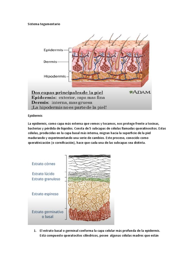 Sistema Tegumentario | PDF | Piel | Epidermis