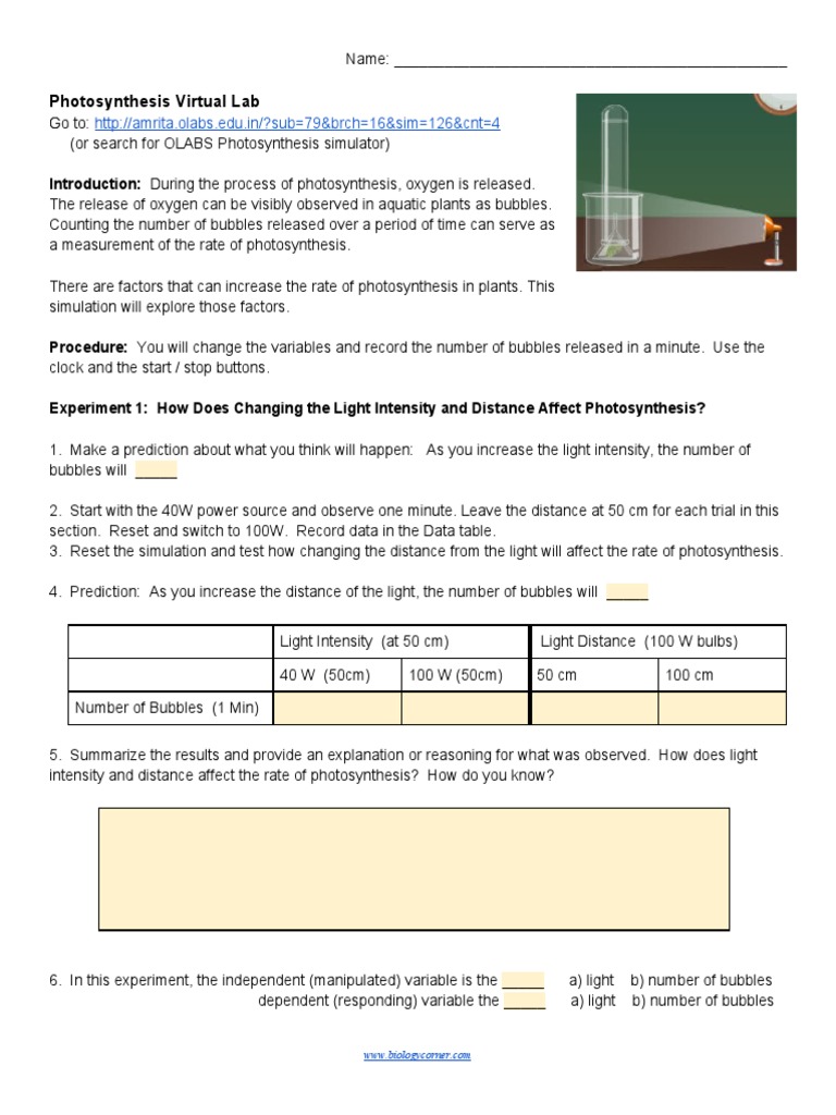 Photosynthesis Virtual Lab | PDF | Photosynthesis | Experiment