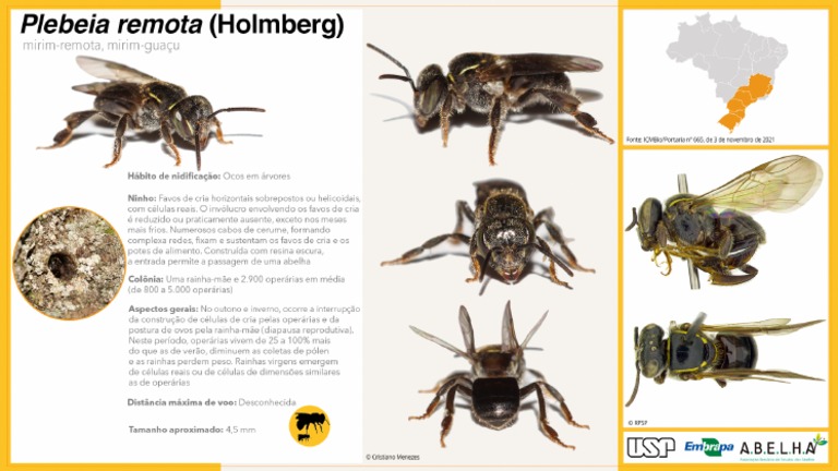 Plebeia-remota | PDF