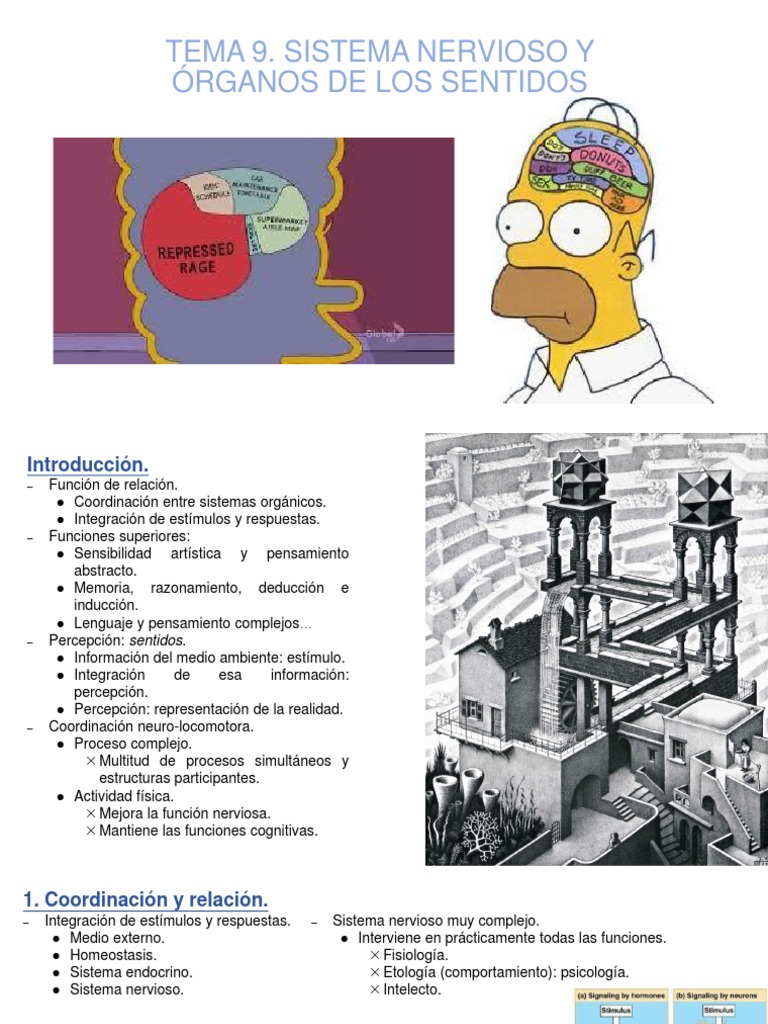 B1 - AA - UD10 - S Nervioso | PDF | Sistema nervioso | Sistema nervioso central