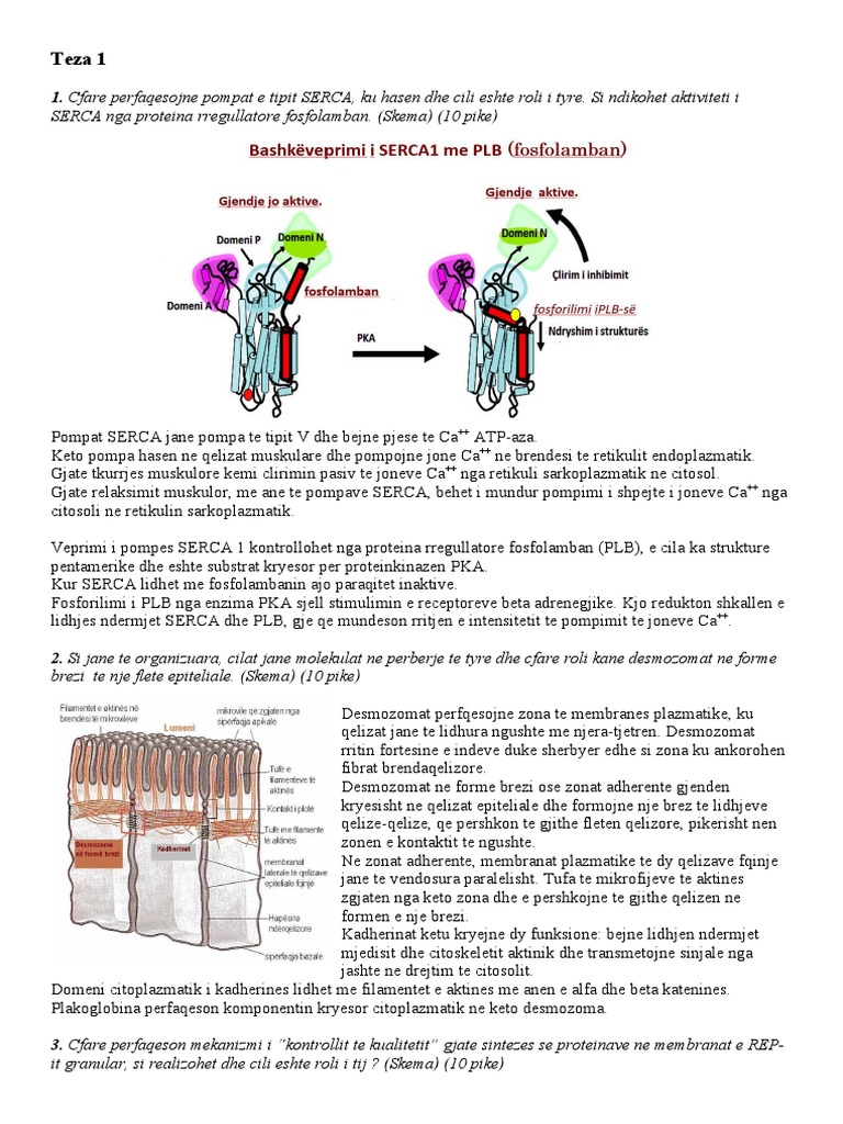 TEZA Bio e Zgjidhur | PDF