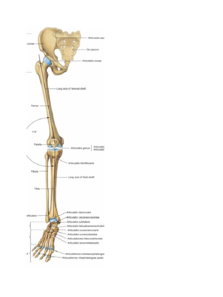 Gambar Anaotimi Extremitas Inferior | PDF