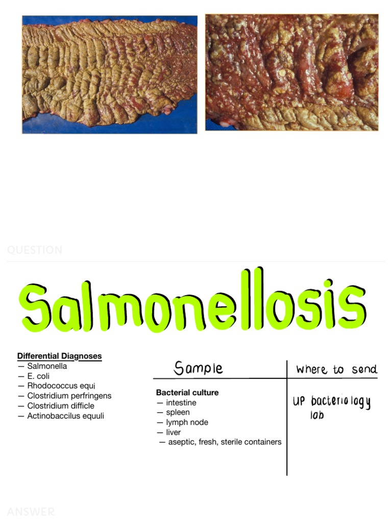 Flash Cards | PDF | Histopathology | Pathology