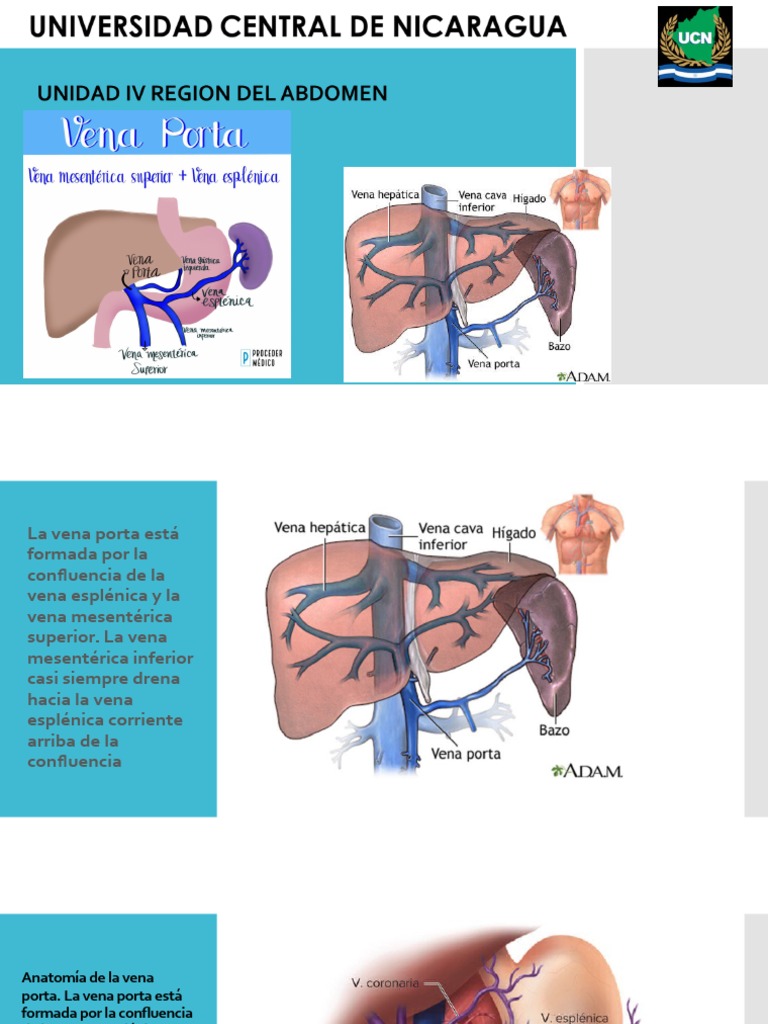 Anatomía y función de la vena porta | PDF | Especialidades Medicas ...