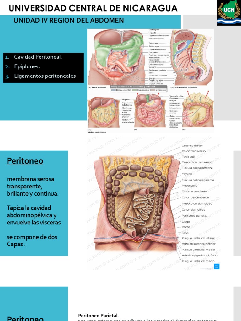 Cavidad Peritoneal Epiplones y Ligamentos Peritoneales | PDF | Abdomen | Peritoneo