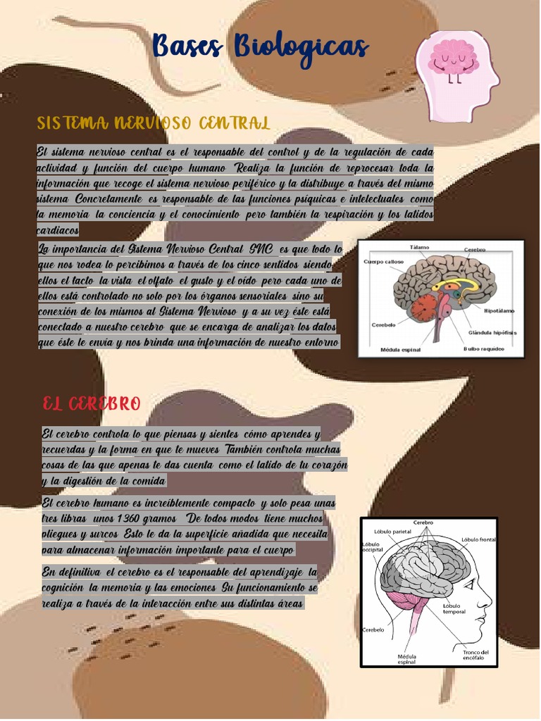 Infografia Del SNC y Cerebro PDF | PDF