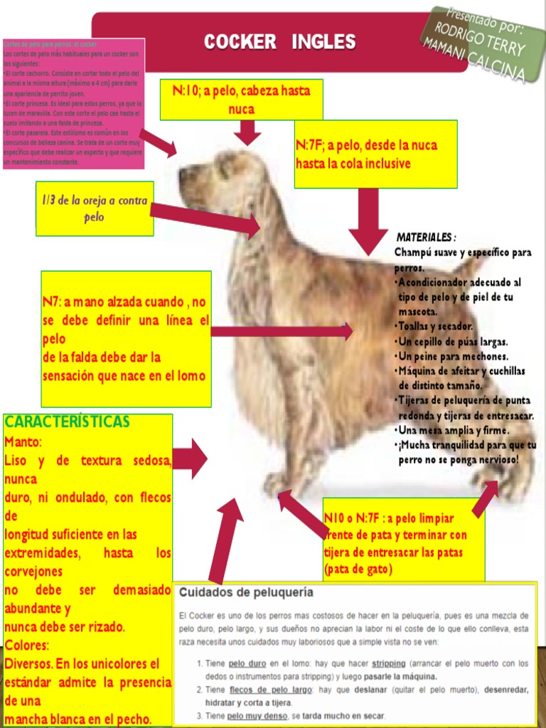 Mapa Mental Del Perro Cocker Ingles | PDF | Pelo | Razas de perros