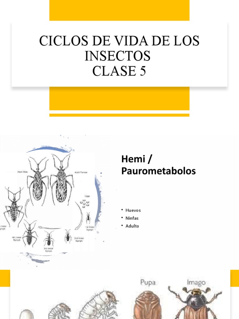 5 Ento Ciclos de Vida | PDF | Crisálida | Insectos