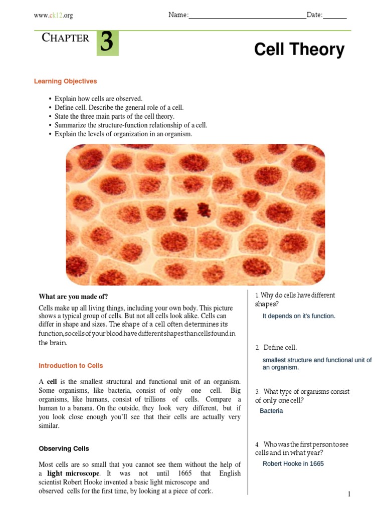 Cell Theory Worksheet | PDF | Cell (Biology) | Tissue (Biology)