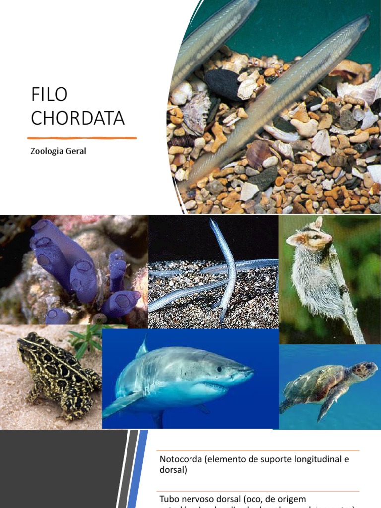 Filo Chordata Peixes | Download grátis PDF | Vertebrados | Zoologia