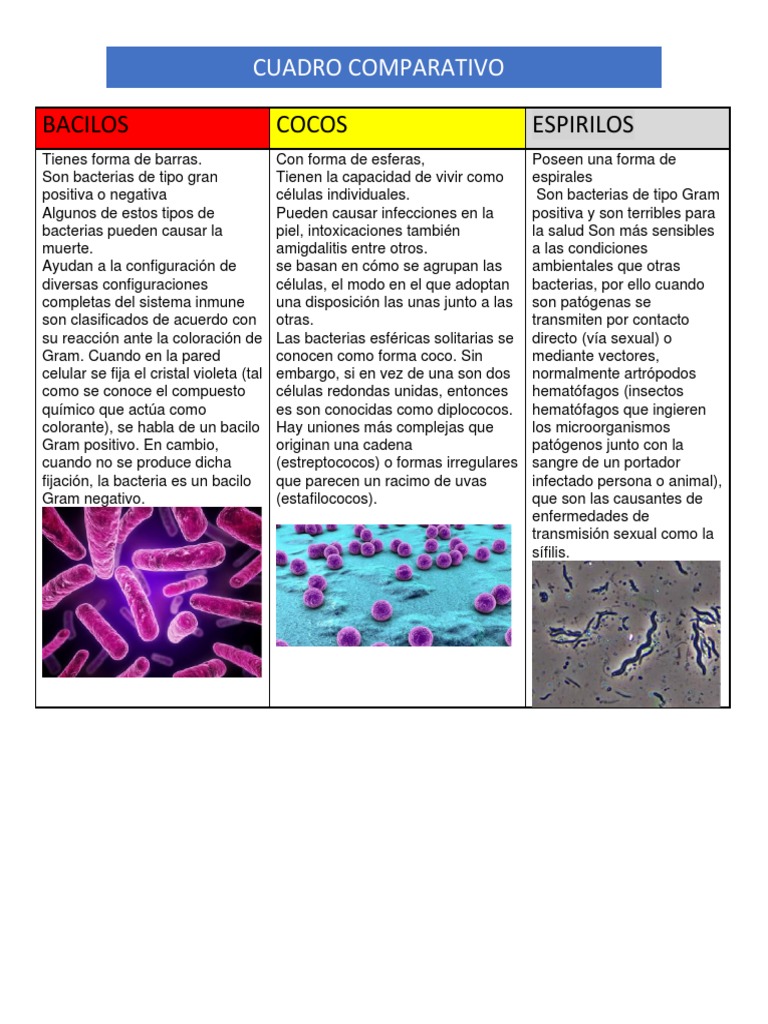 Cuadro Comparativo Pdf Las Bacterias Infección