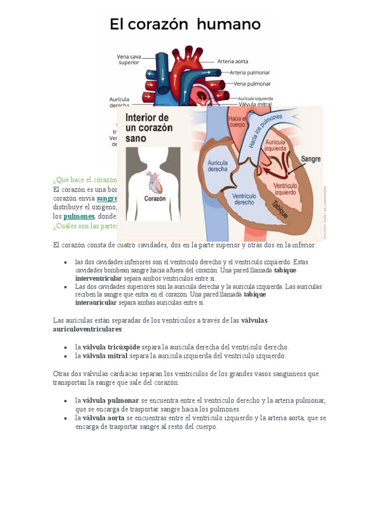 Sistema Circulatorio y El Corazon.... | PDF | Ventrículo (corazón) | Corazón