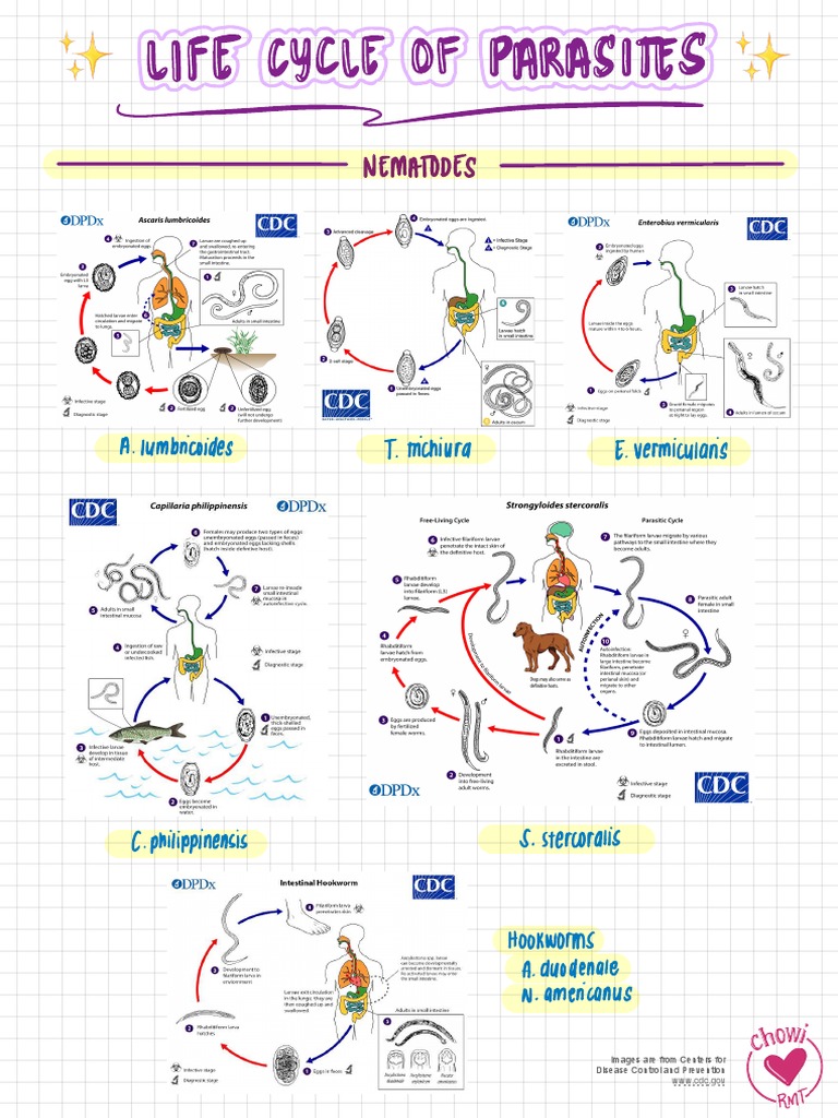 Life Cycle of Parasites (CDC) | PDF | Clinical Medicine | Microbiology