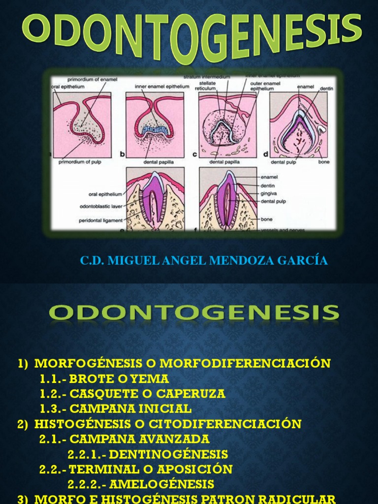 Odontogenesis 1ra Parte | Descargar gratis PDF | Reproducción ...