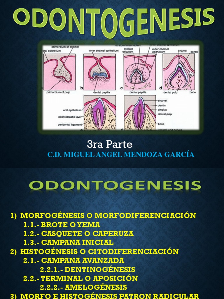 ODONTOGENESIS 3ra Parte | PDF