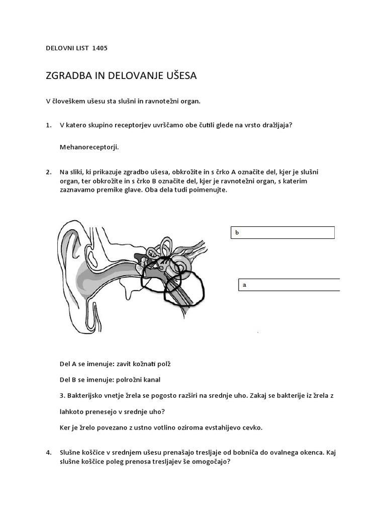 Zgradba in Delovanje Ušesa 1405 | PDF