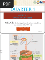 G5 The Human Digestive System | PDF | Digestion | Stomach