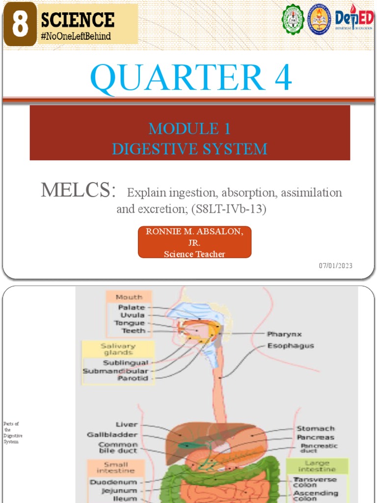 Digestive System 3 | PDF | Human Body | Gastrointestinal Tract