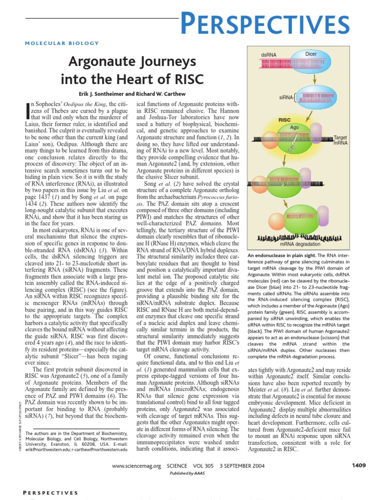 Argonaute Perspective | PDF | Small Interfering Rna | Rna Interference