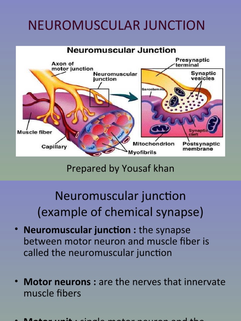 06 Neuromuscular Junction | PDF | Neuromuscular Junction | Chemical Synapse