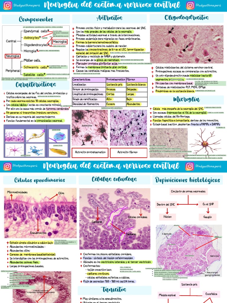 Morfo Embrio Semana 2 - Resumen Upao | PDF | Astrocito | Anatomía humana