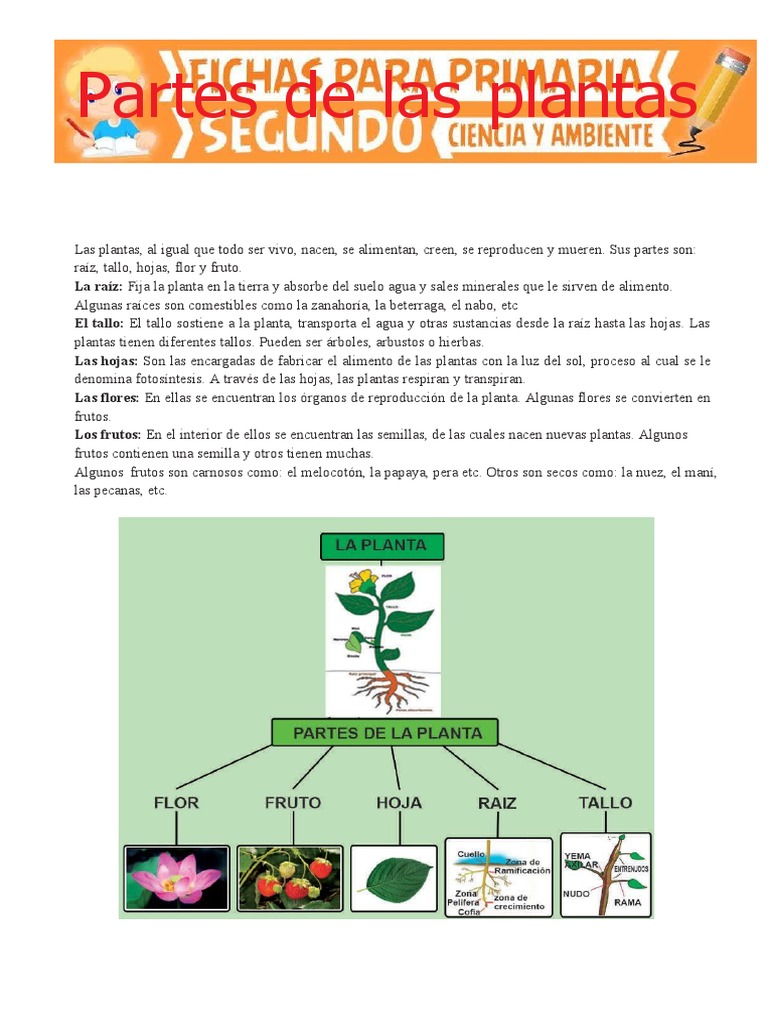 Partes de Las Plantas para Segundo de Primaria | PDF