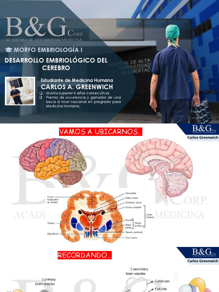 S9-B&G Desarrollo Embriológico Del Cerebro - Upao | PDF | Cerebro | Neocortex