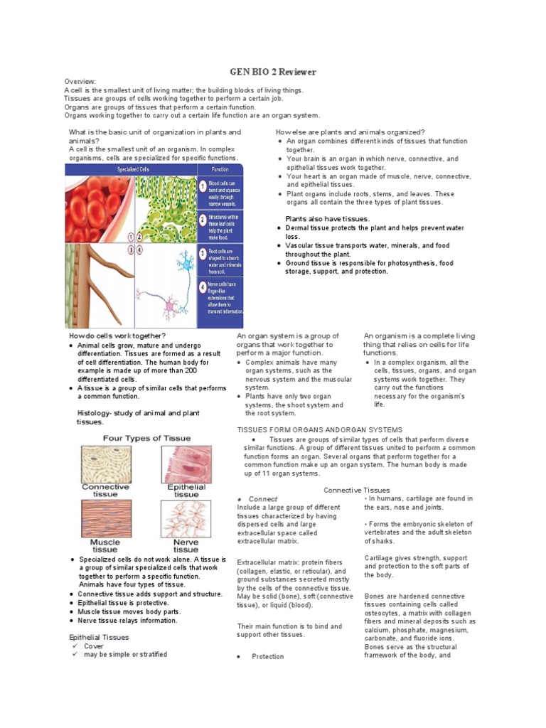 GEN BIO 2 Final Reviewer | PDF | Tissue (Biology) | Connective Tissue