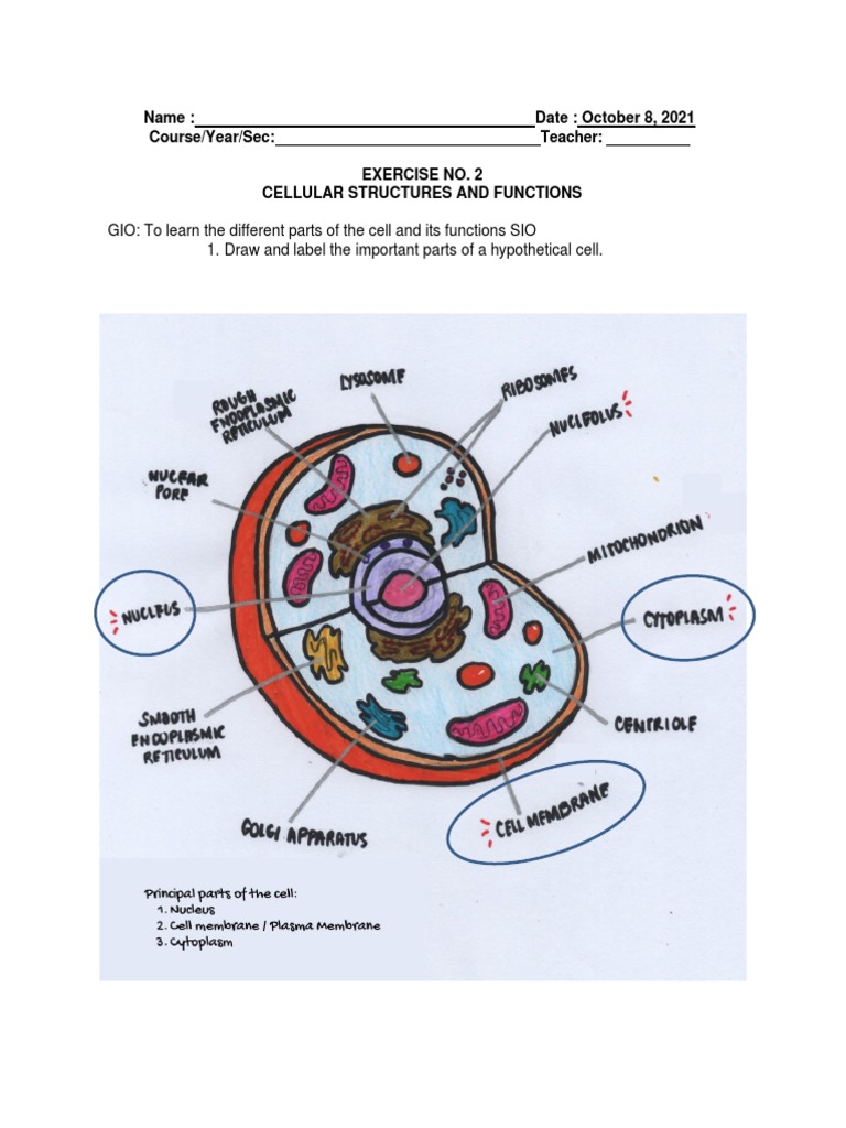 Anatomy Ans Physiology Cell Structures and Functions - LAB EXERCISE ...
