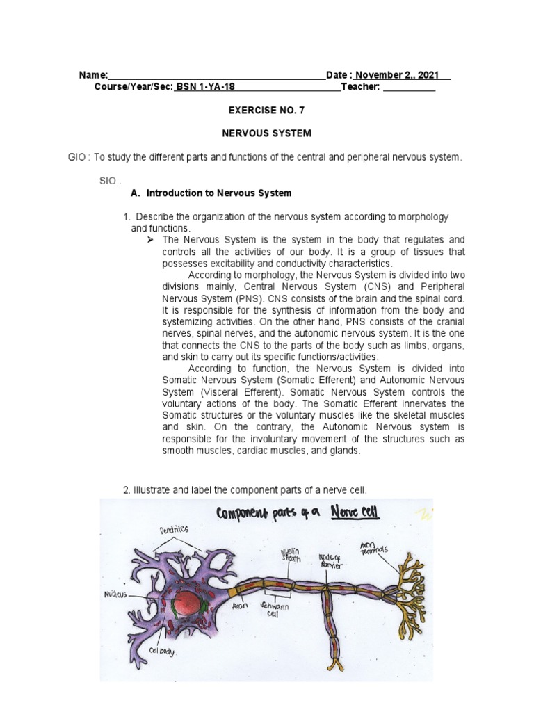 WEEK 8 LAB EXERCISE - Nervous System | PDF | Vertebral Column ...