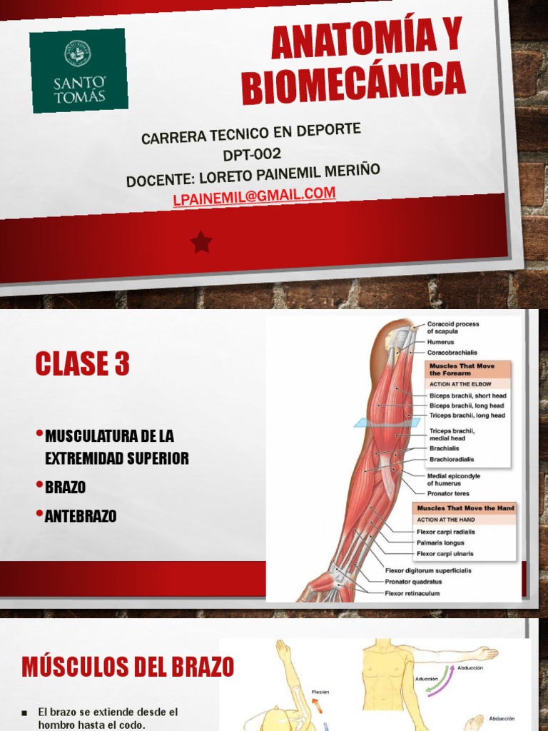 Clase 3 Musculos Brazo, Antebrazo y Mano | PDF | Codo | Anatomía humana