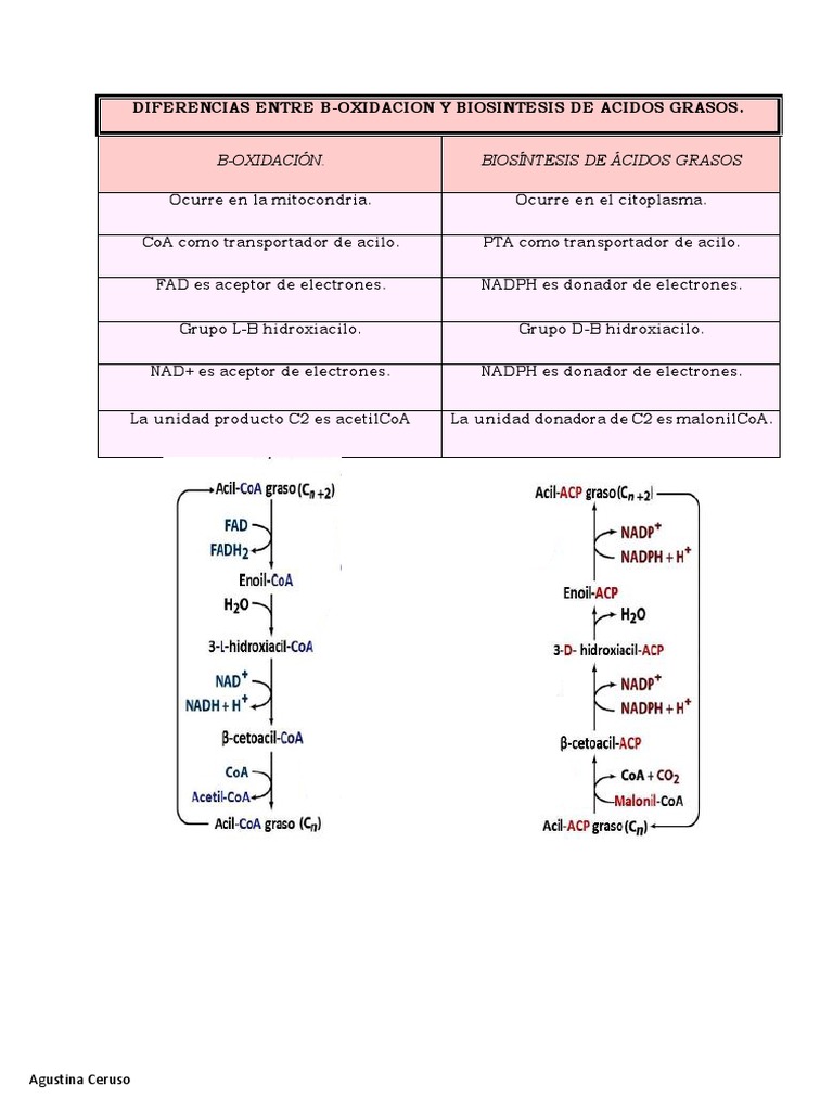 B-Oxidacion y Biosintesis de Acidos Grasos (Diferencias) | PDF B-Oxidacion y Biosintesis de Acidos Grasos (Diferencias) | PDF